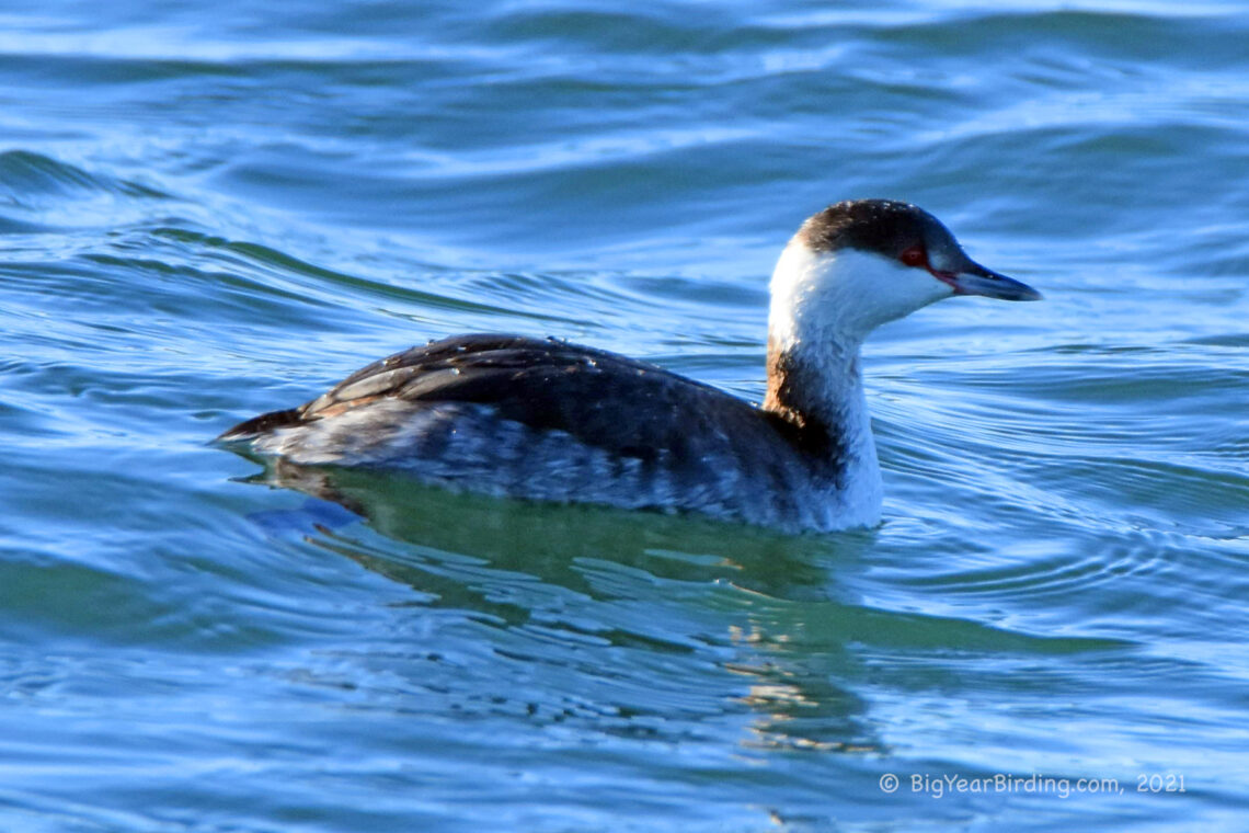 Winter Birds and then a Surprise - Big Year Birding