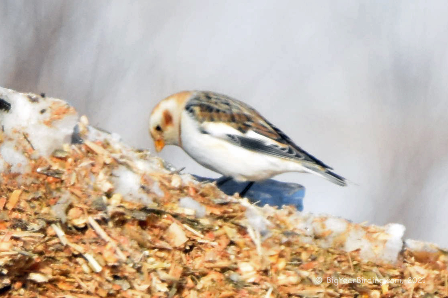 Hoary Redpoll - Big Year Birding