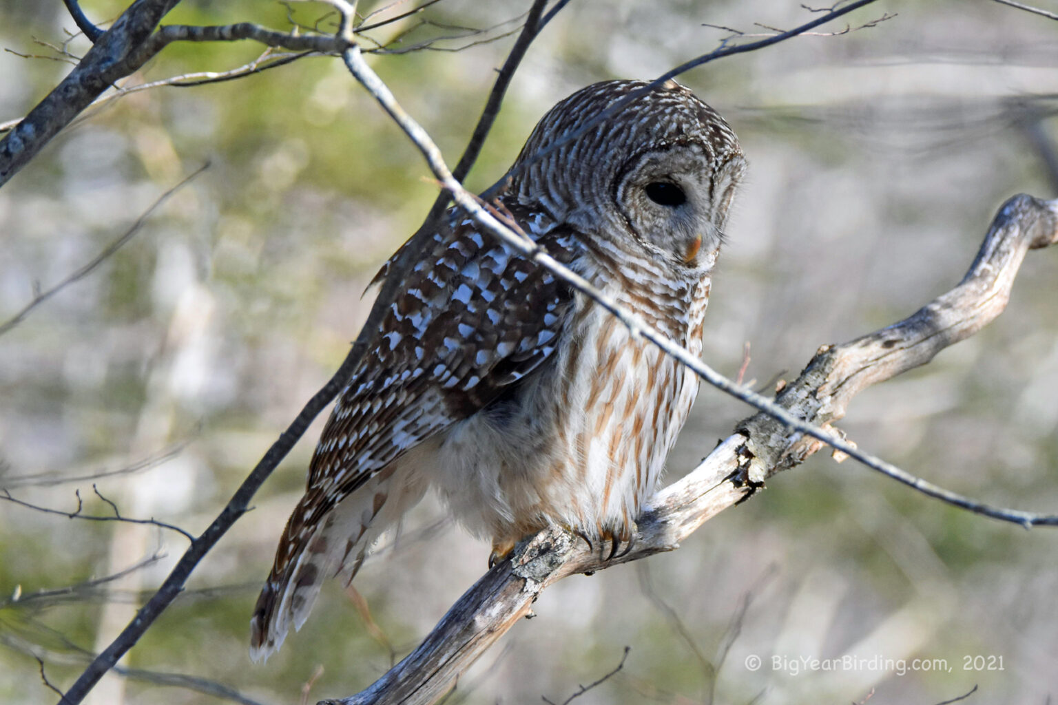 Barred Owl - Big Year Birding
