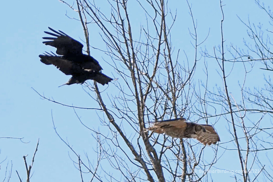 Great Horned Owl - Big Year Birding