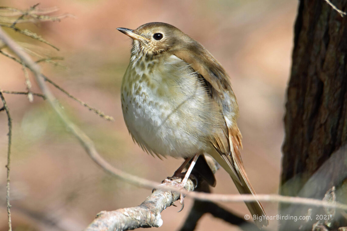 Hermit Thrush - Big Year Birding
