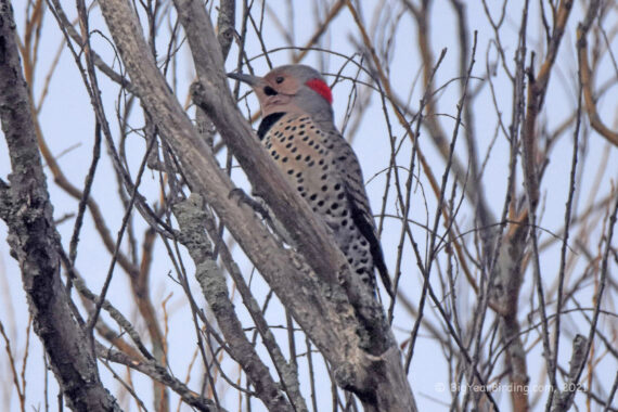Northern Flicker - Big Year Birding