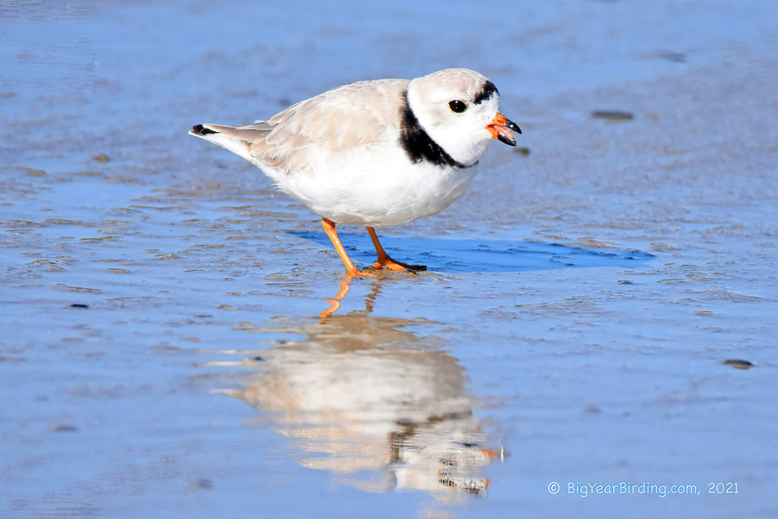Piping Plover - Big Year Birding