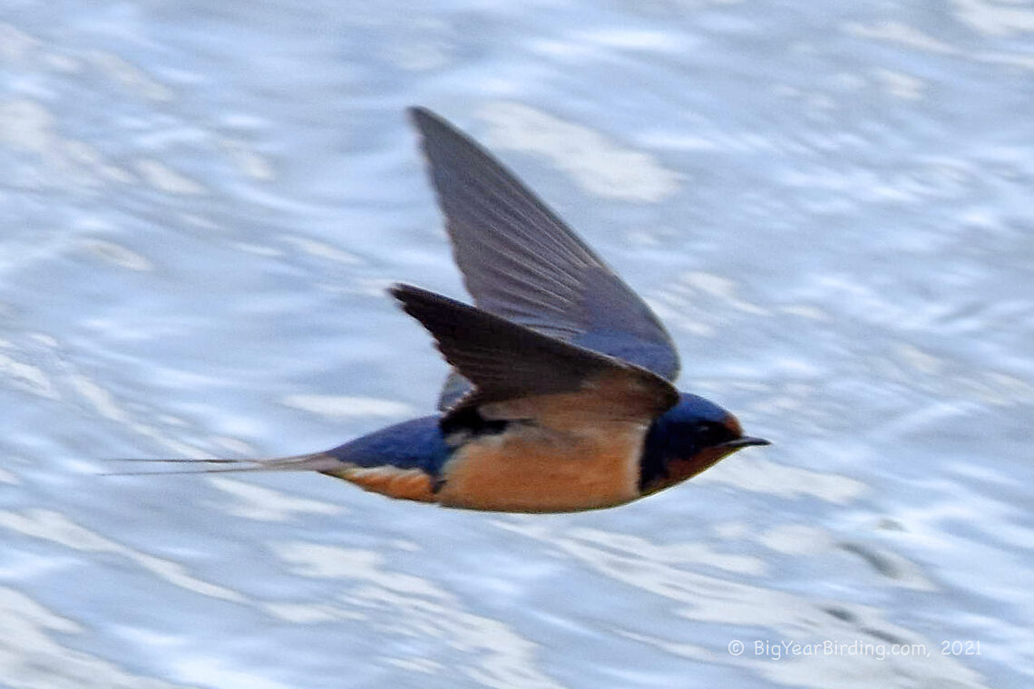 Barn Swallow - Big Year Birding