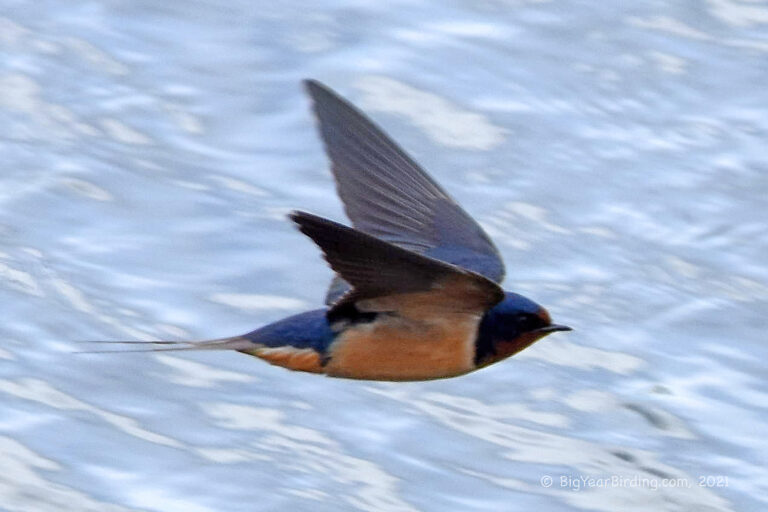 Barn Swallow - Big Year Birding