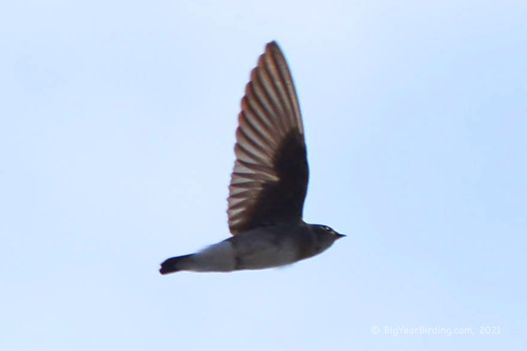 Northern Rough-winged Swallow - Big Year Birding