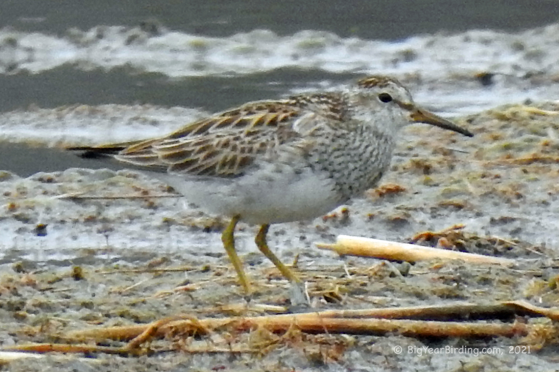 Pectoral Sandpiper - Big Year Birding