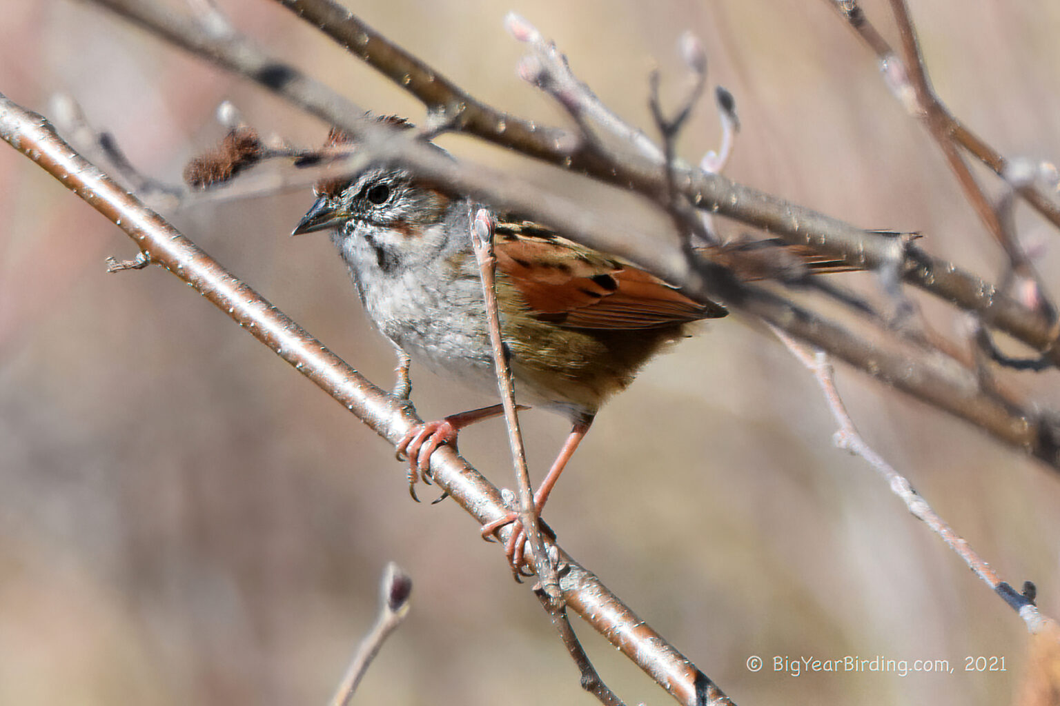 Swamp Sparrow - Big Year Birding