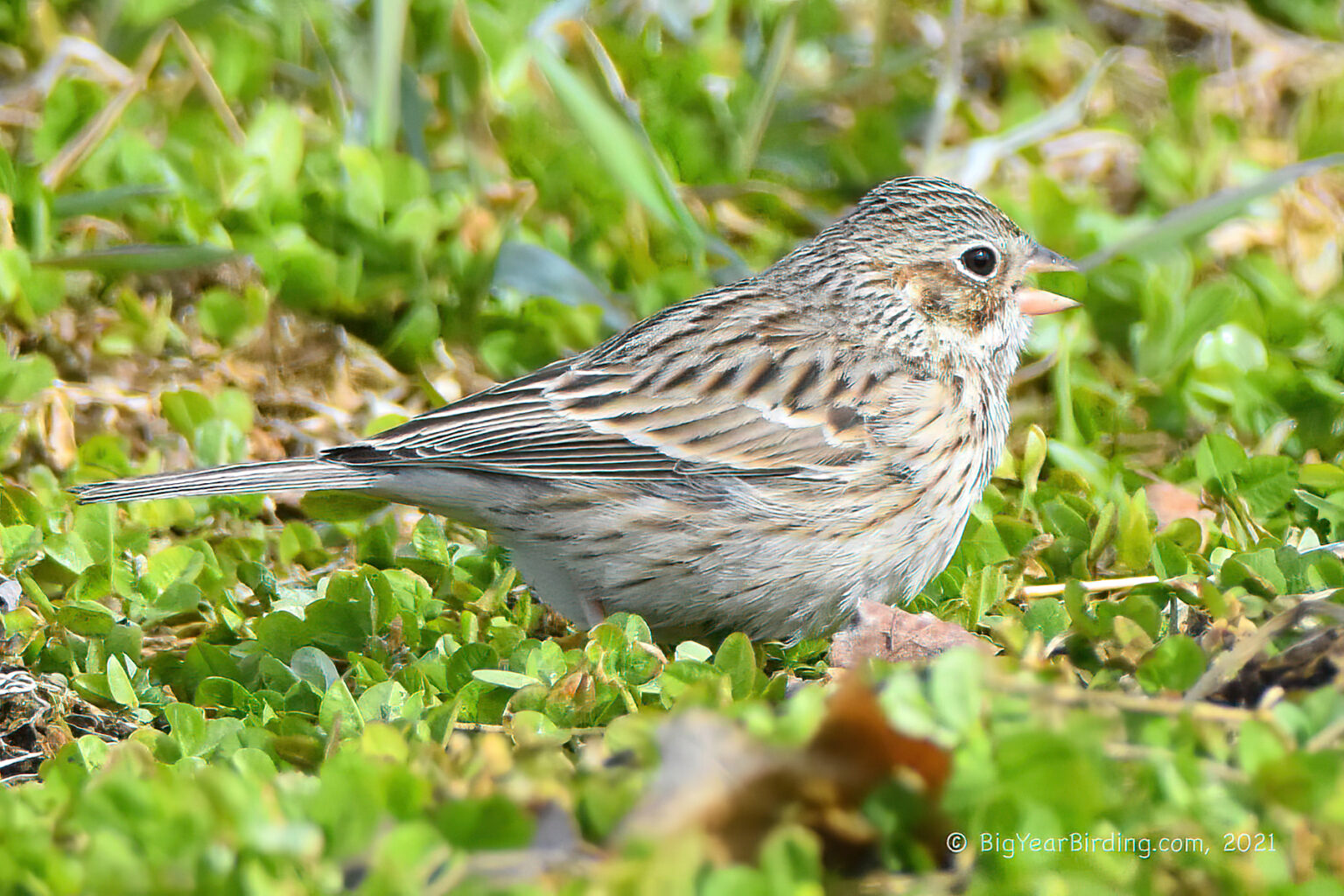 Vesper Sparrow - Big Year Birding