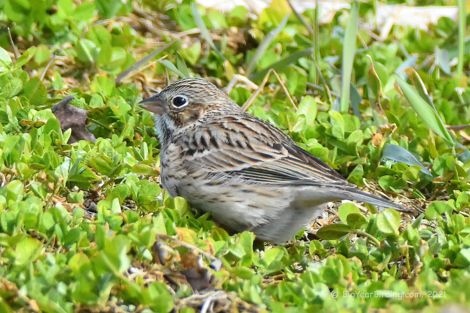 Vesper Sparrow - Big Year Birding