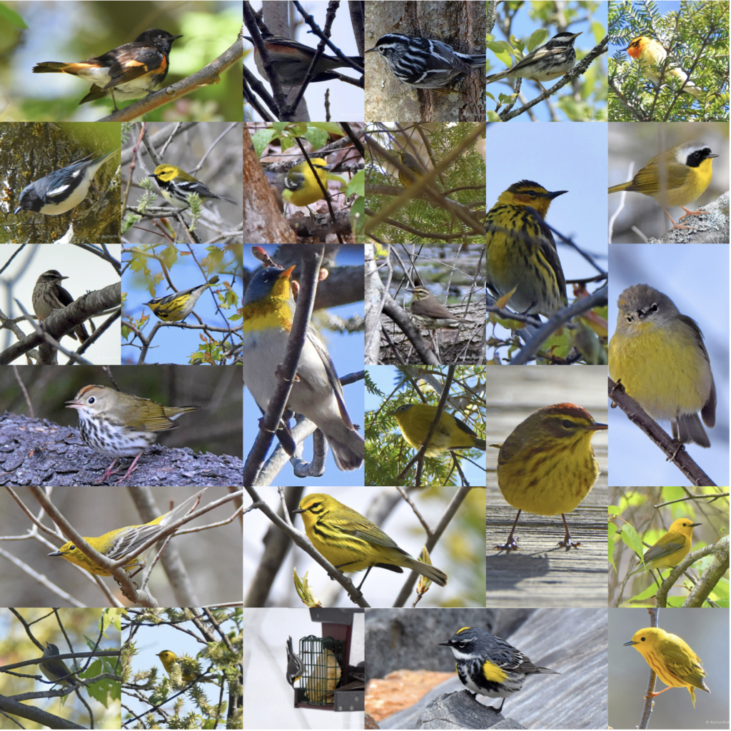 One Warbler to Go - Big Year Birding