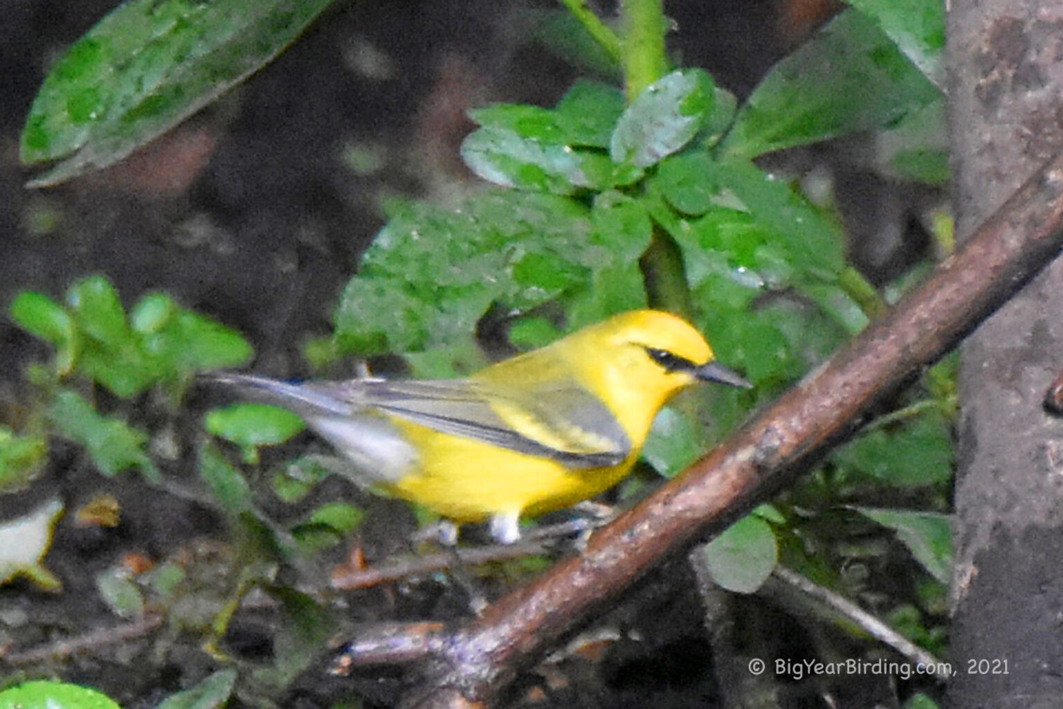 Blue-winged Warbler - Big Year Birding