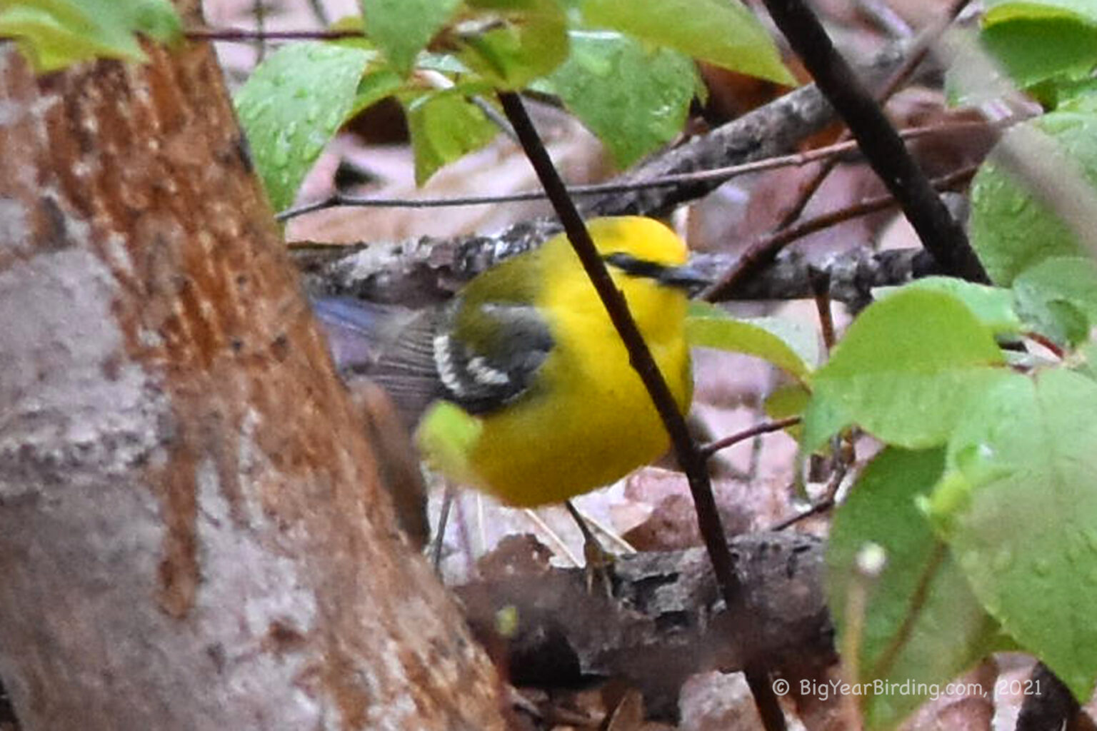 Blue-winged Warbler - Big Year Birding