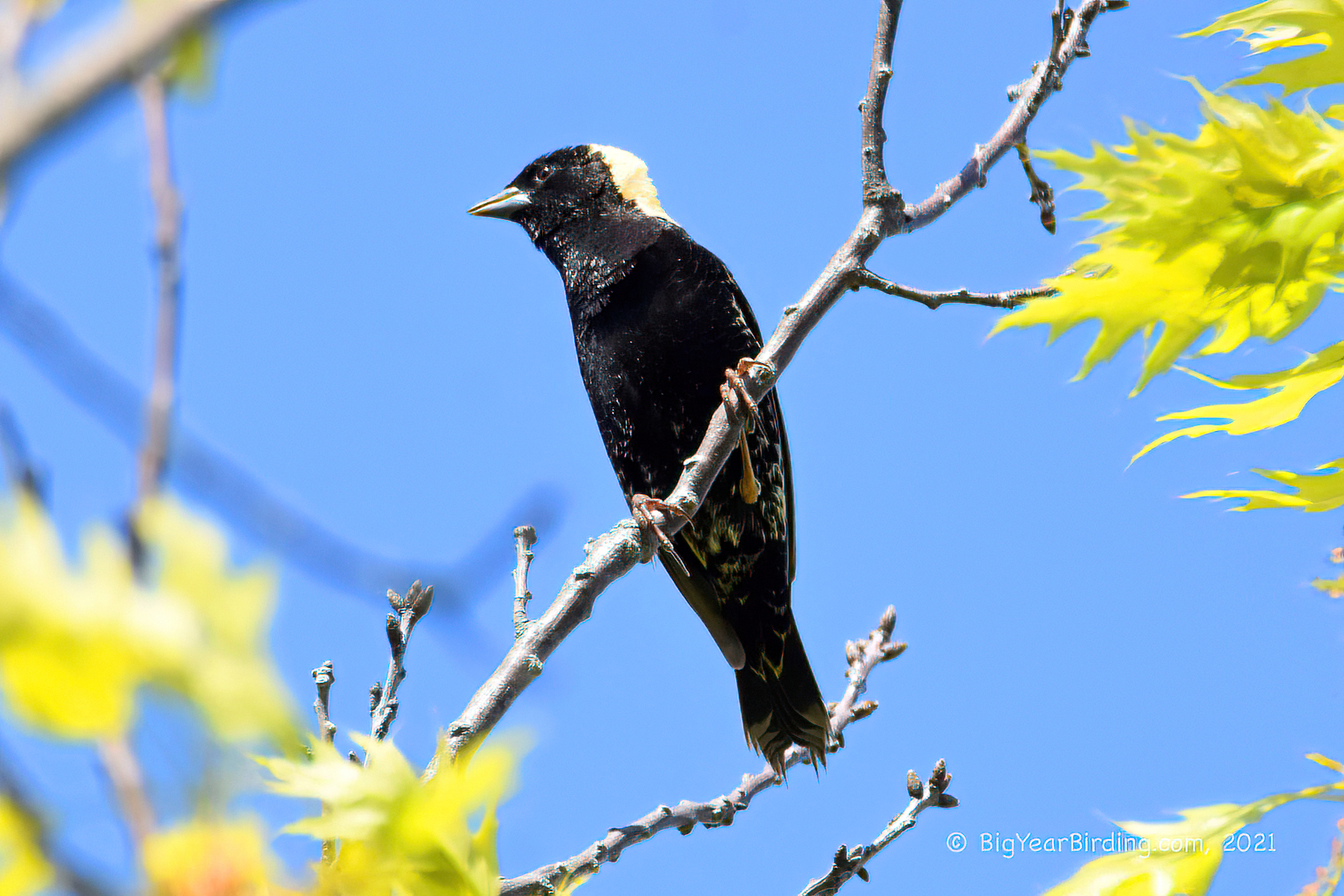 Bobolink - Big Year Birding