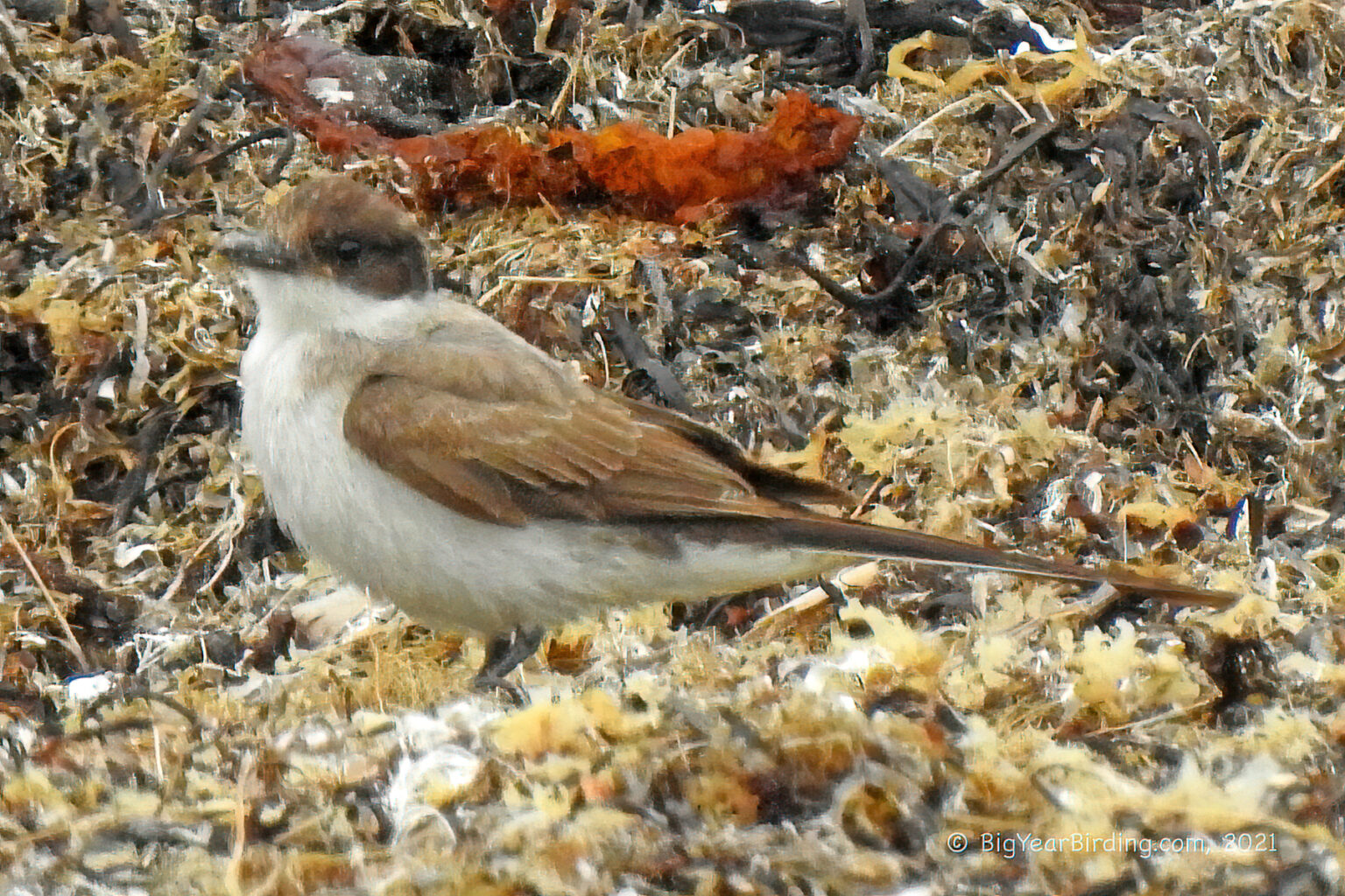 Fork-tailed Flycatcher - Big Year Birding