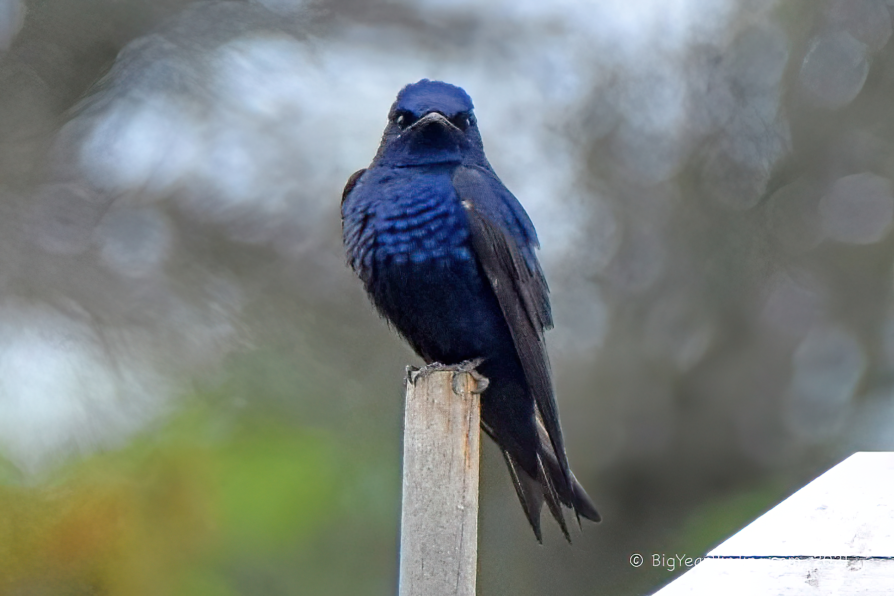 Purple Martin - Big Year Birding