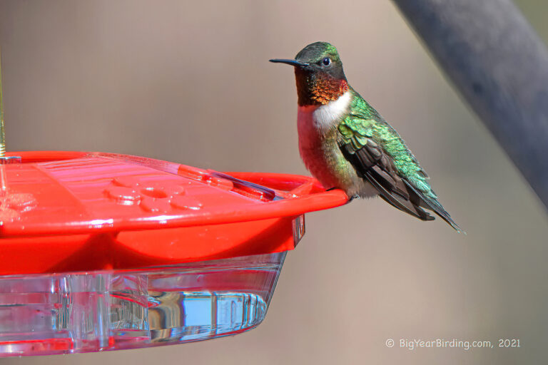 Ruby-throated Hummingbird - Big Year Birding