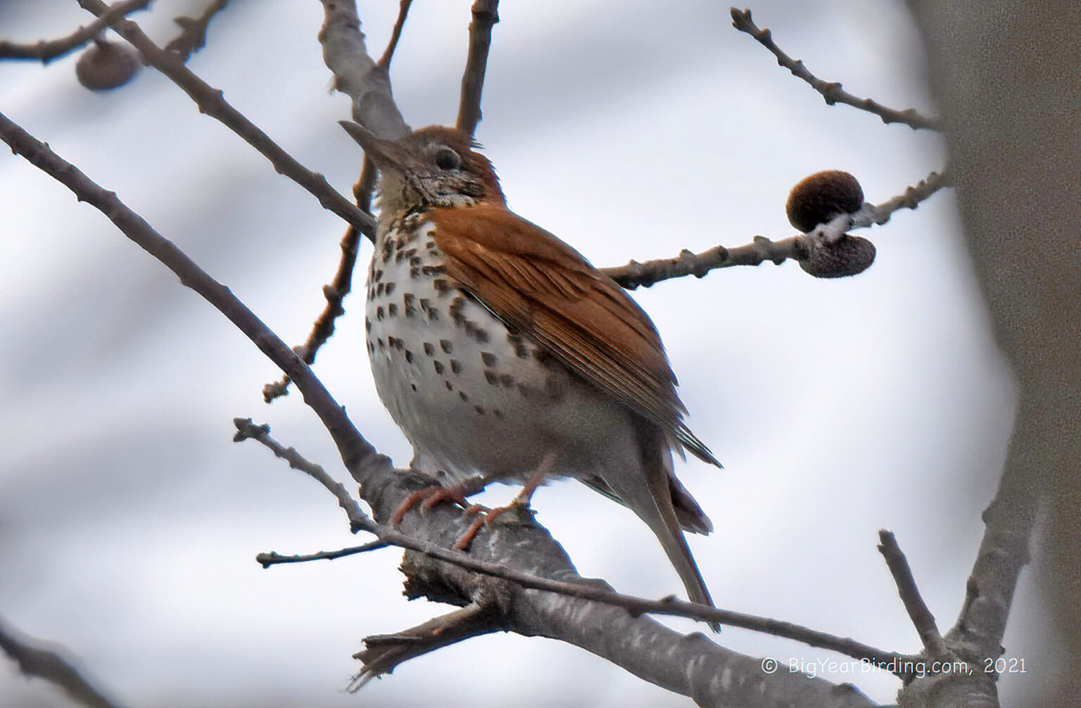 Wood Thrush - Big Year Birding