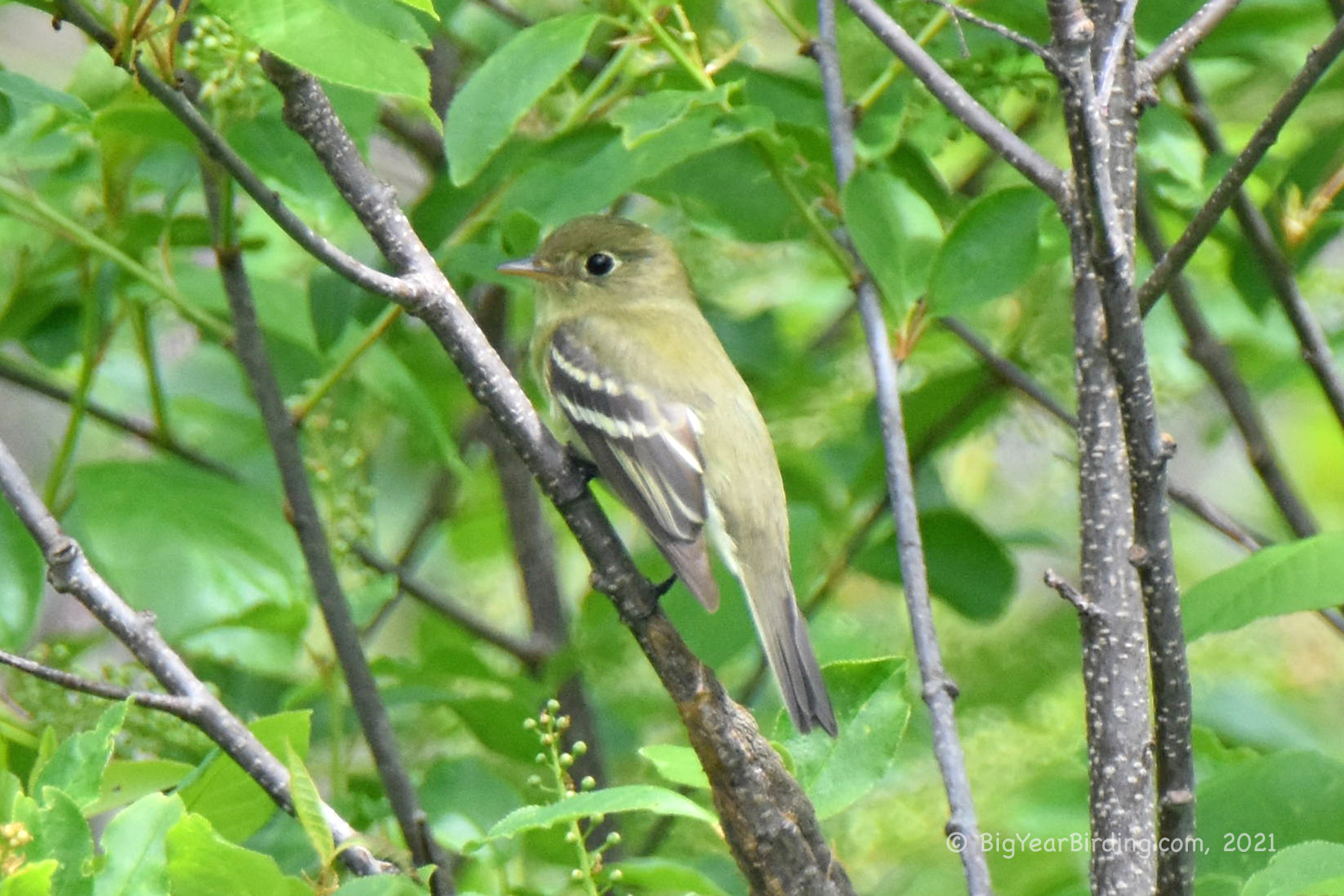 Yellow-bellied Flycatcher - Big Year Birding