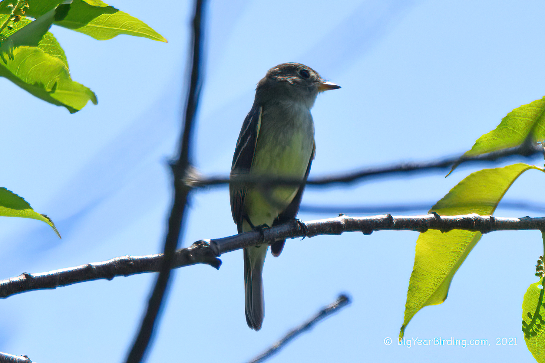 Yellow-bellied Flycatcher - Big Year Birding