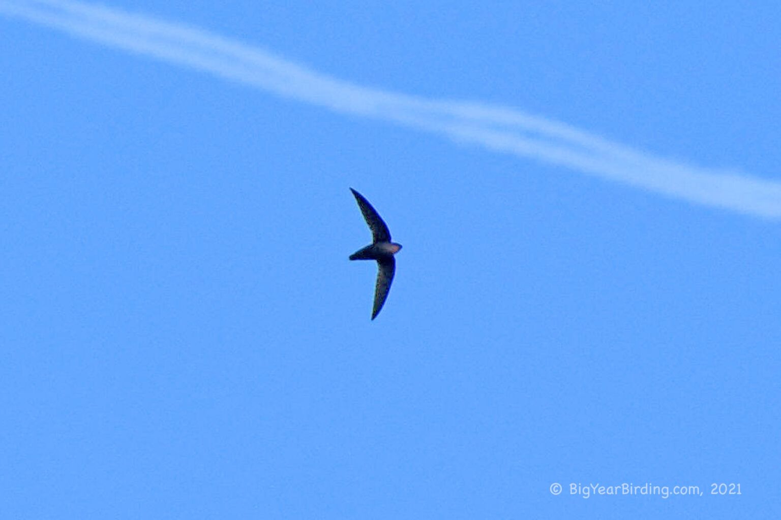 Chimney Swift - Big Year Birding