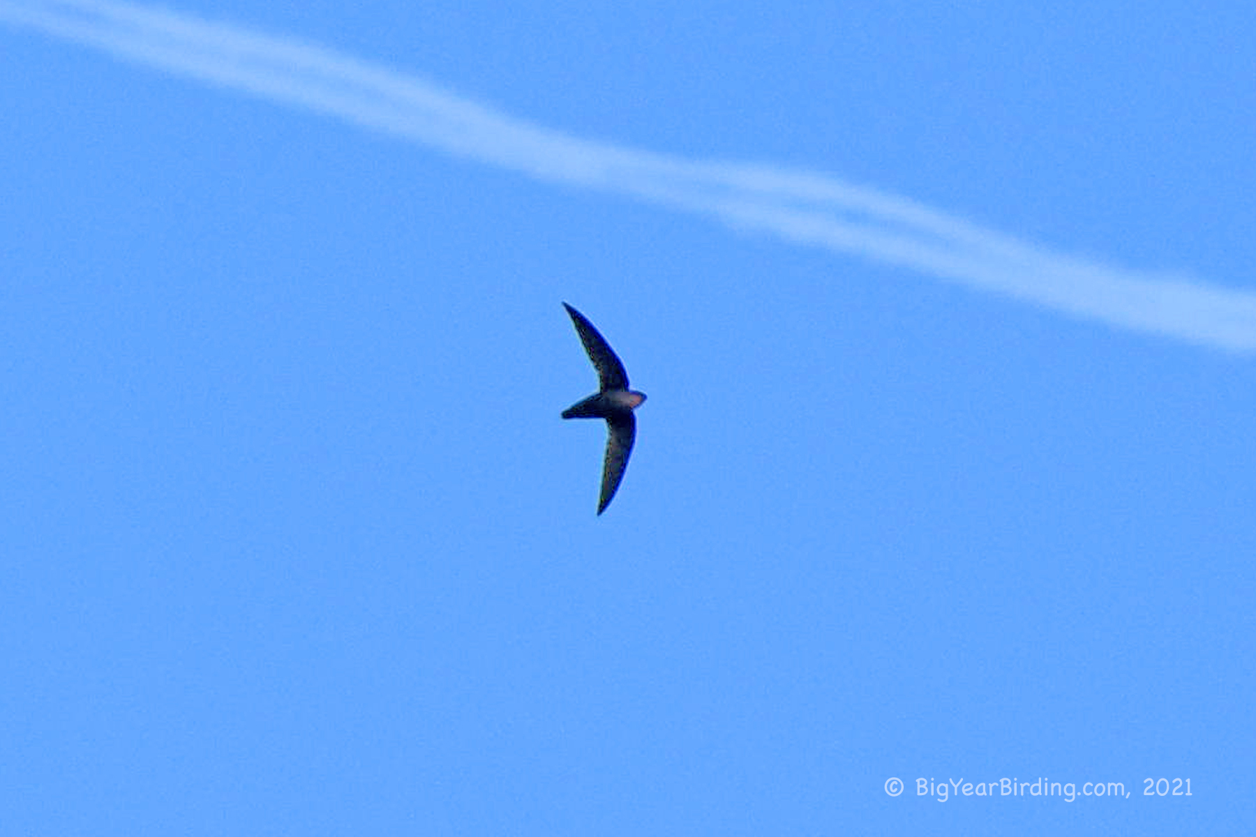 Chimney Swift - Big Year Birding