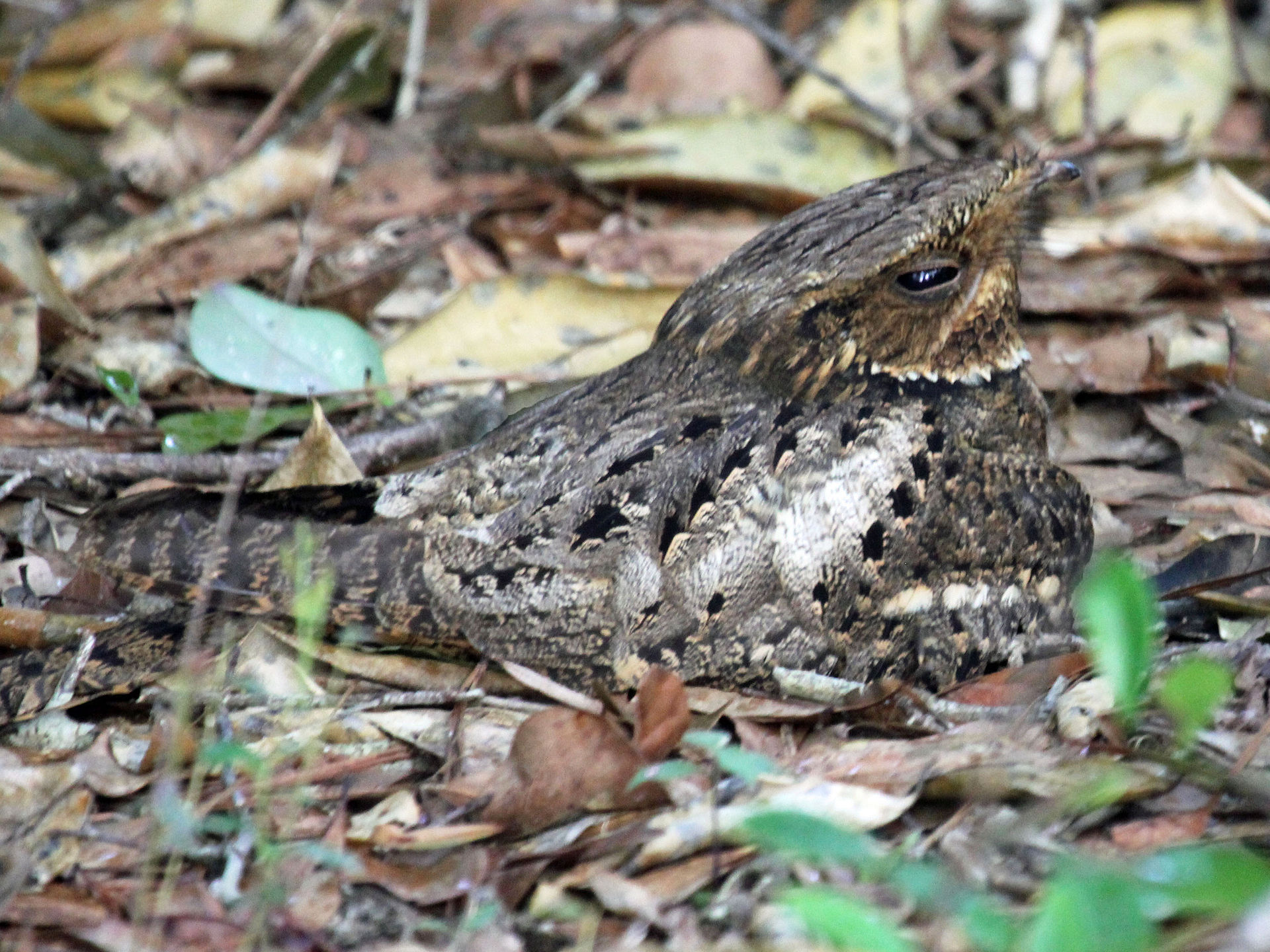 Chuck-will's-widow - Big Year Birding
