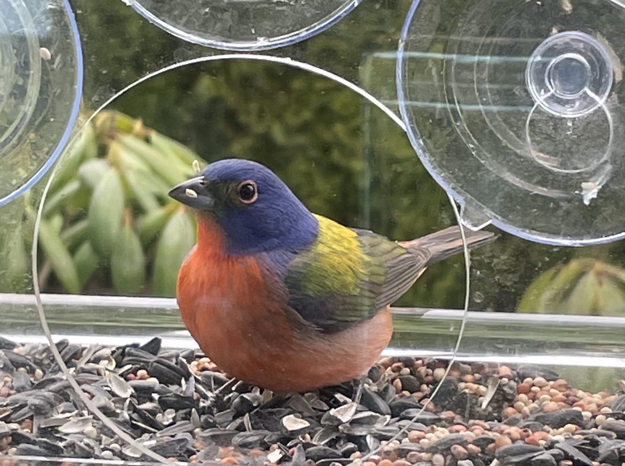Big Year Birding Photographs - Photographs - By the Whitakers