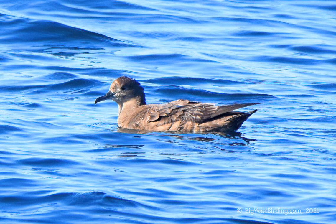 Shearwaters - Big Year Birding