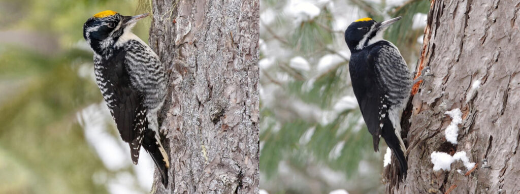 American Three-toed Woodpecker - Big Year Birding
