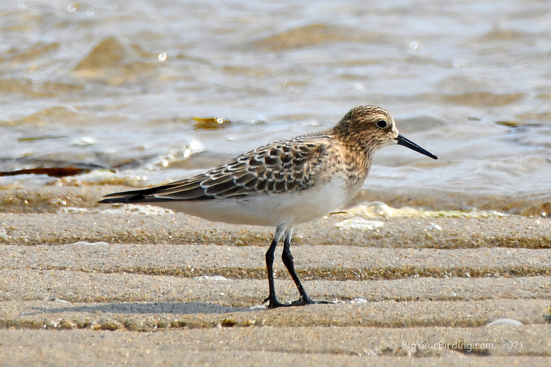 Baird's Sandpiper - Big Year Birding