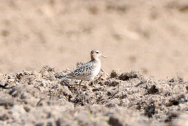 Buff-breasted Sandpiper - Big Year Birding