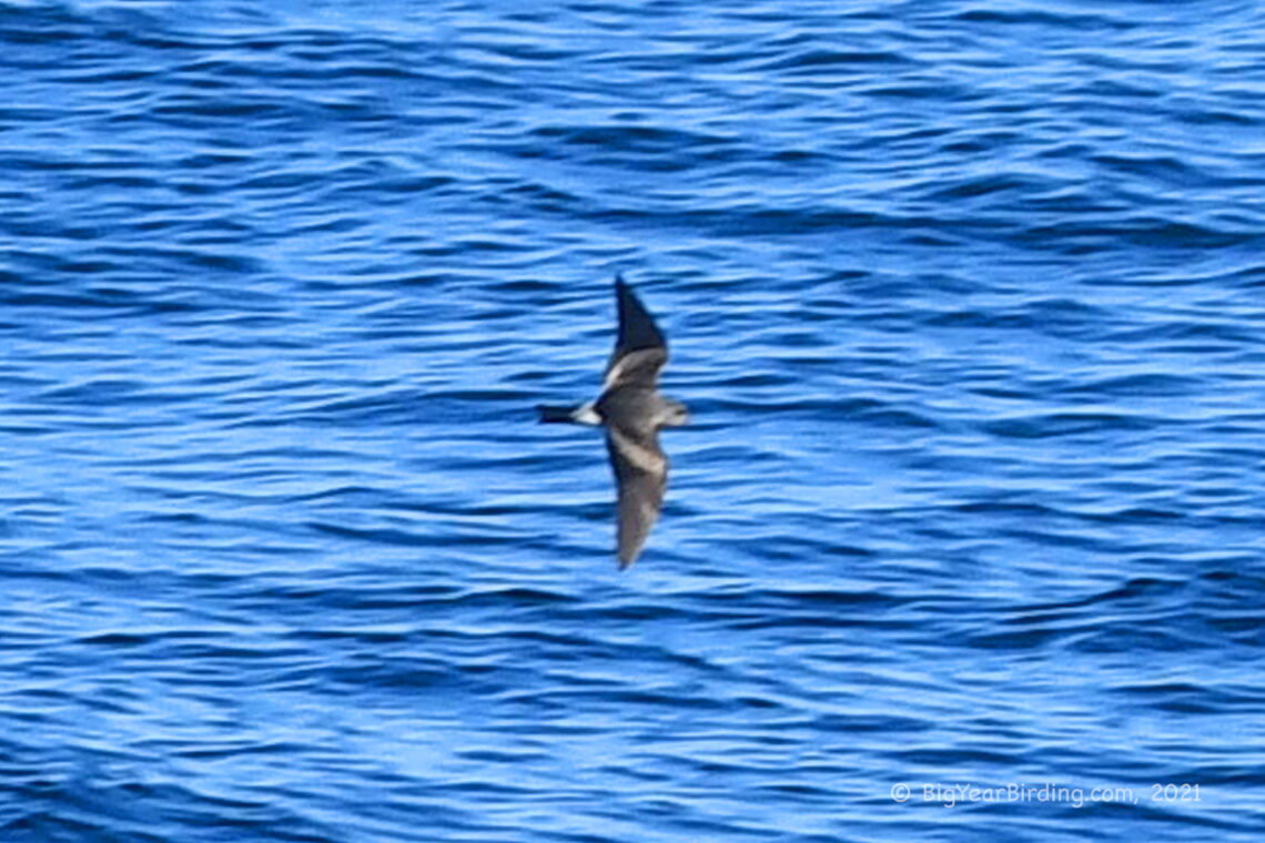 Leach's Storm-Petrel - Big Year Birding