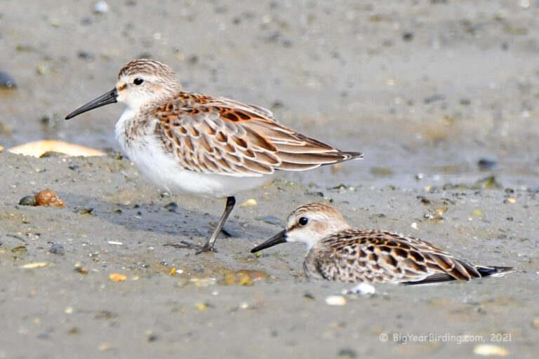 Upon Further Review - Big Year Birding