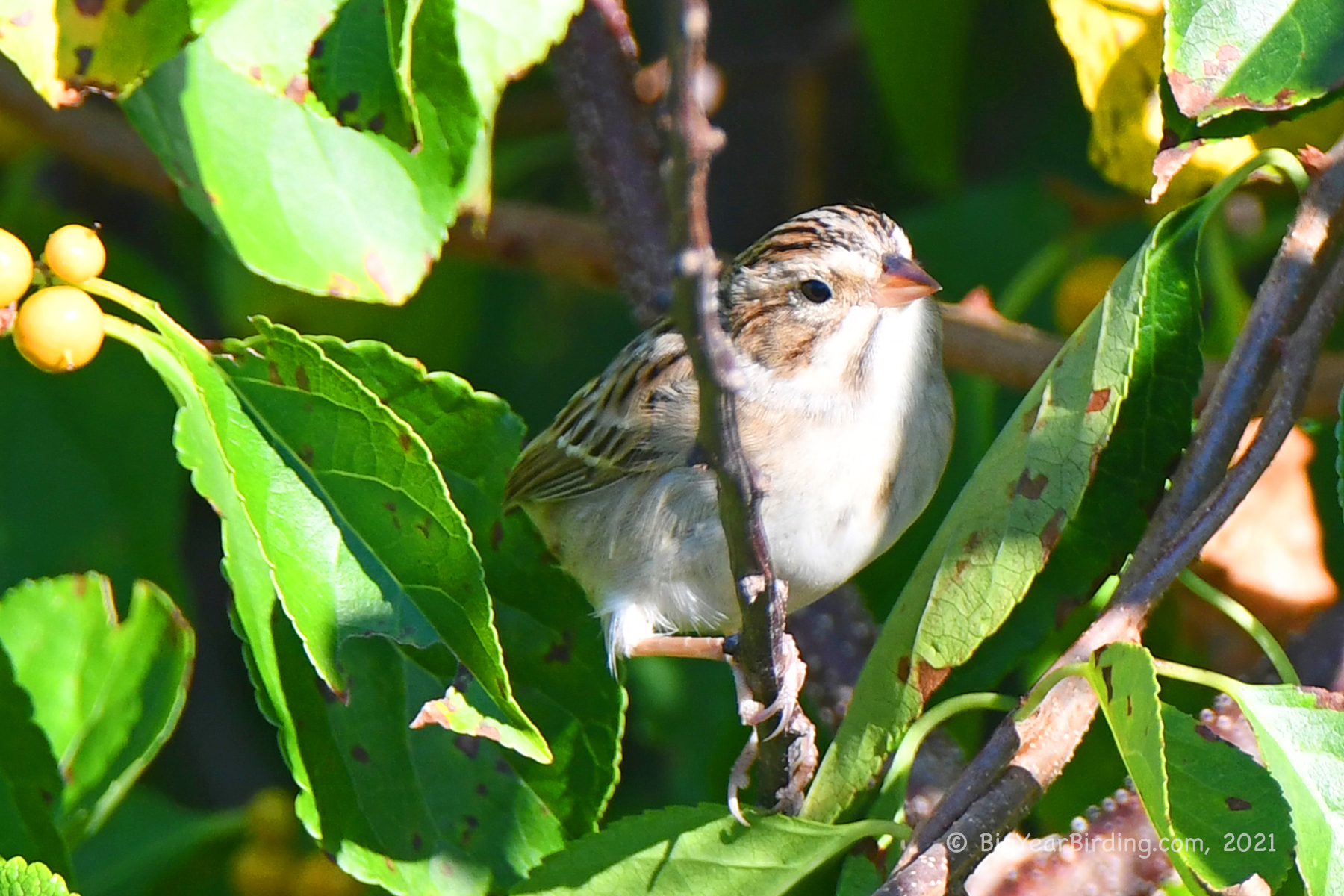 Clay-colored Sparrow - Big Year Birding