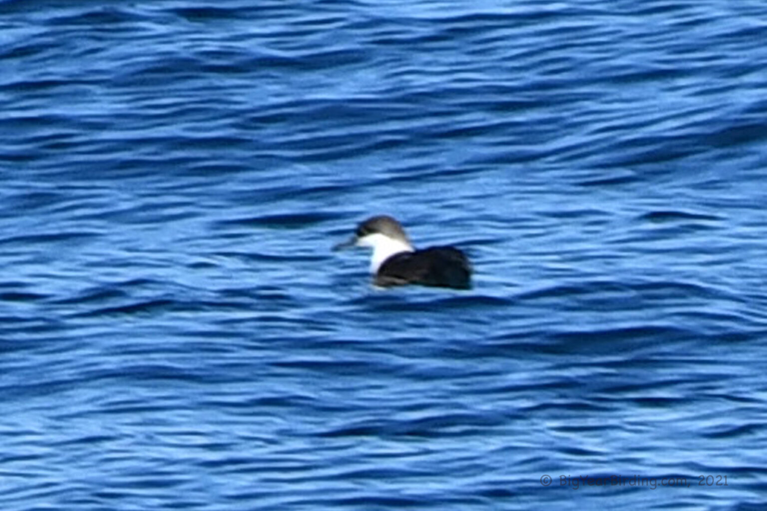Manx Shearwater - Big Year Birding