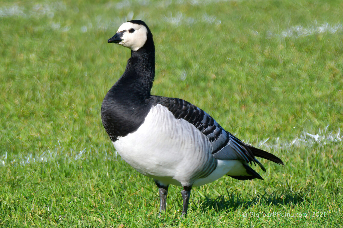 Barnacle Goose - Big Year Birding