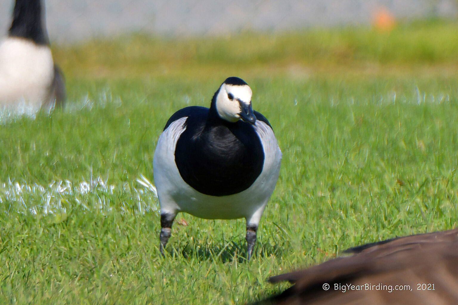 Barnacle Goose - Big Year Birding