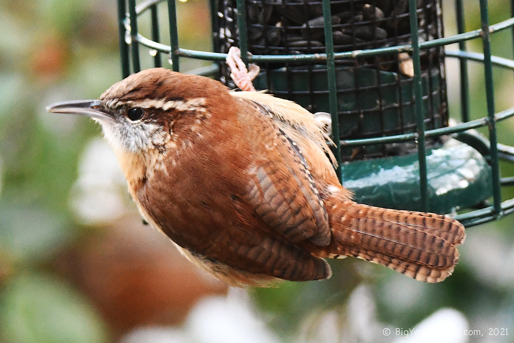 Wrens (8) - Big Year Birding