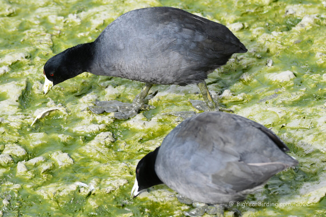 American Coot - Big Year Birding