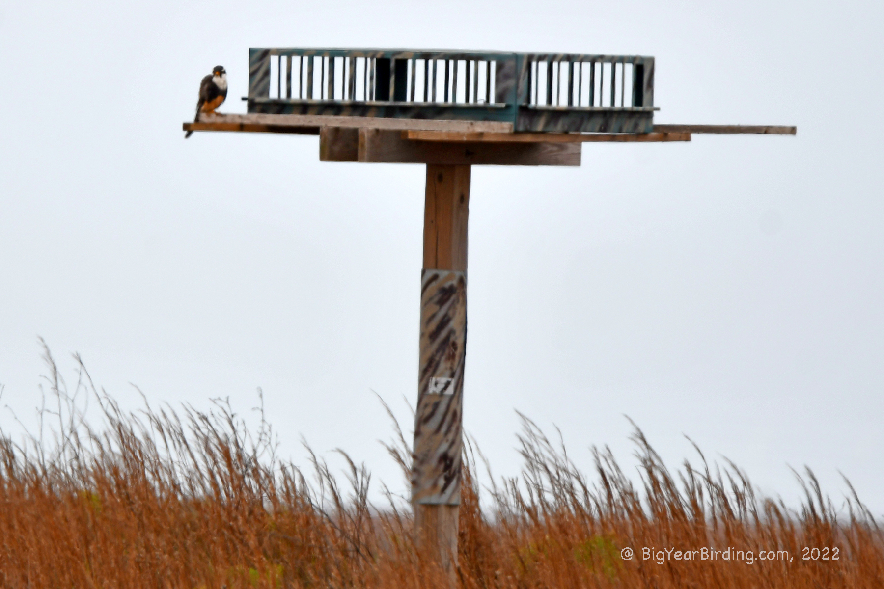 Aplomado Falcon - Big Year Birding