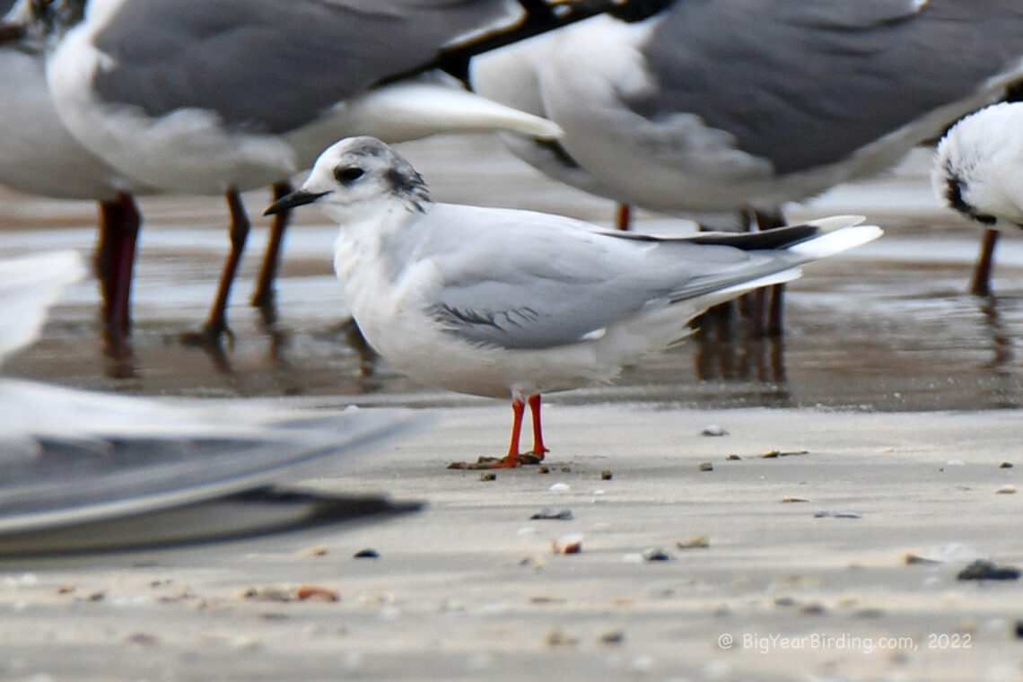Little Gull - Big Year Birding