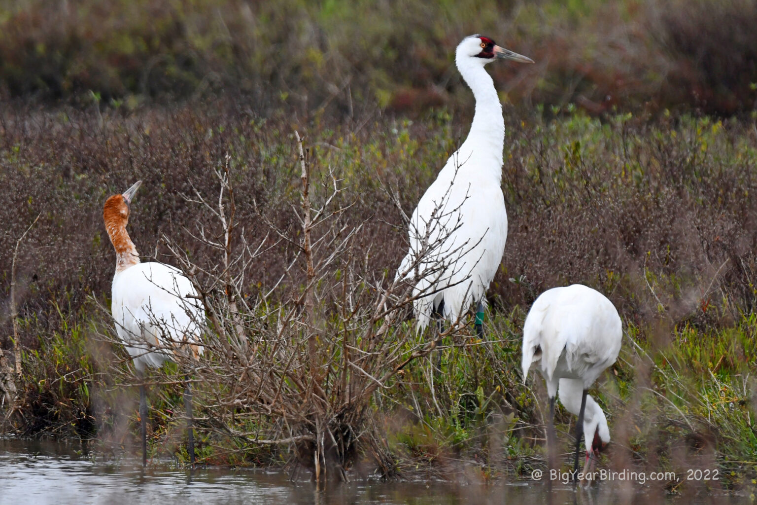 Whooping Cranes - Big Year Birding