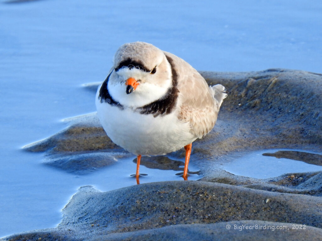 Piping Plovers return to Maine - Big Year Birding