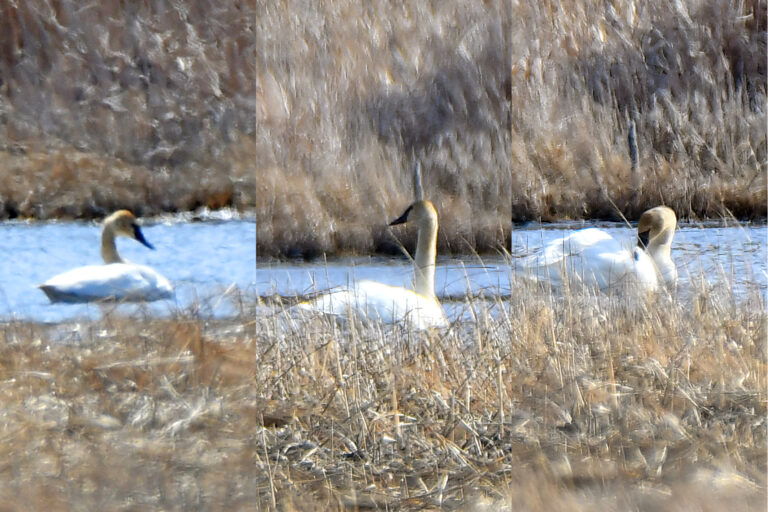 Trumpeter Swan - Big Year Birding