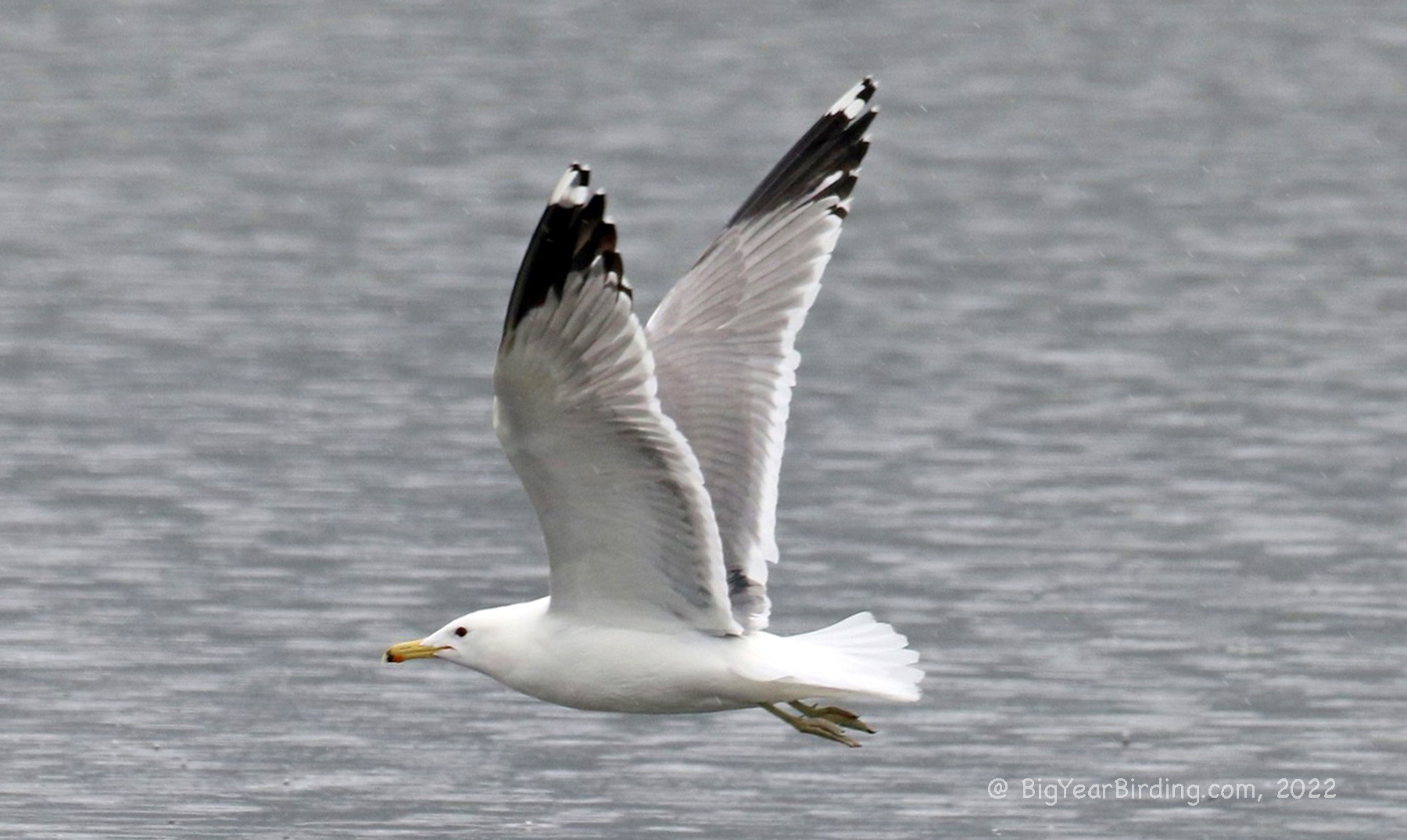 California Gull - Big Year Birding