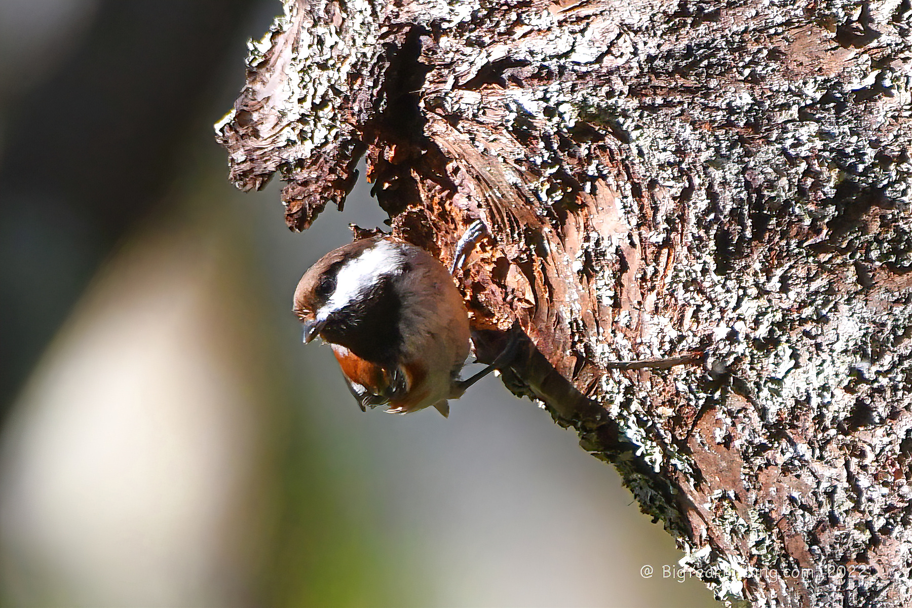 Birding in Seattle - Big Year Birding