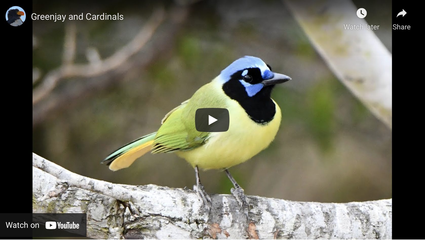 Big Year Birding Videos - Big Year Birding