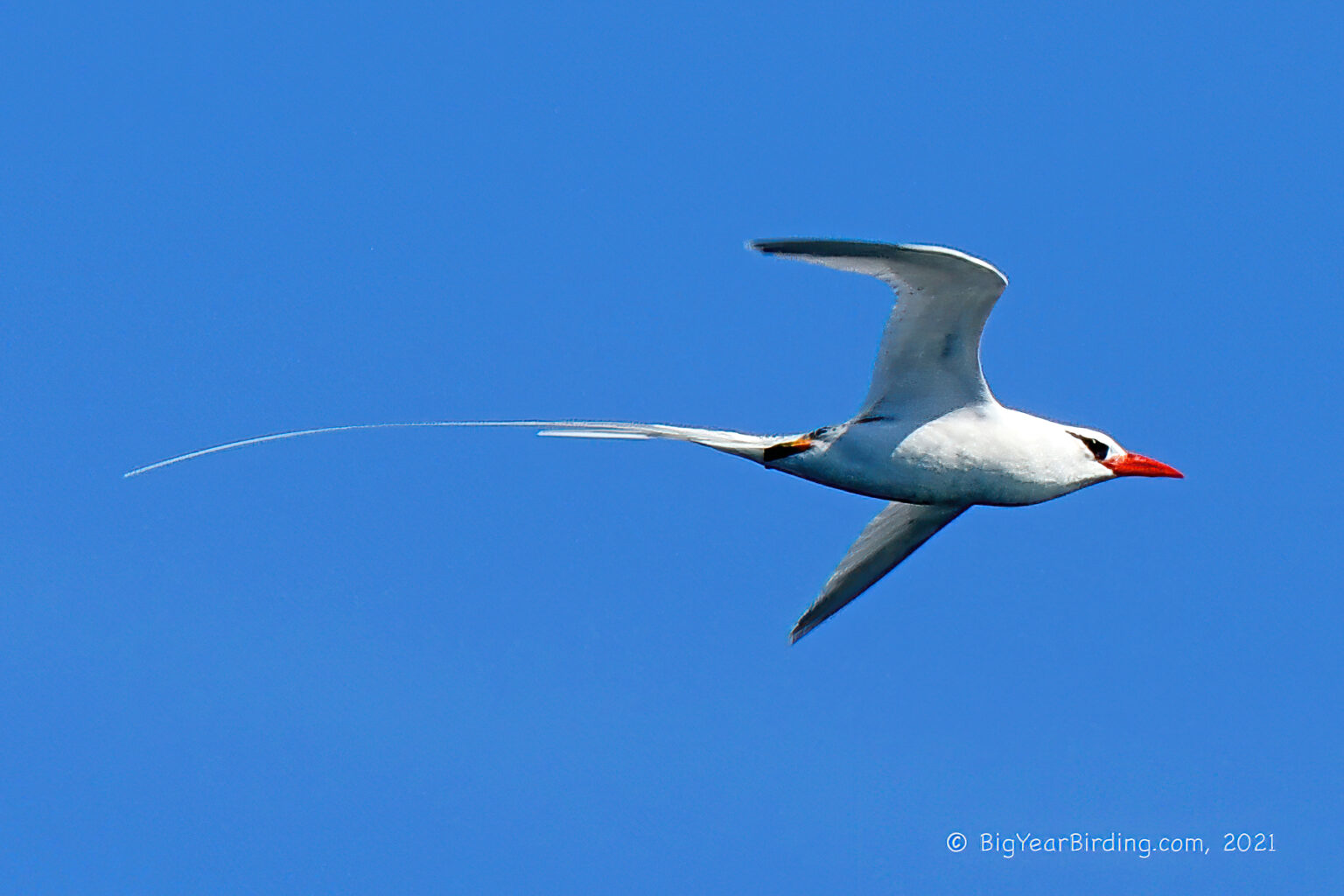 "Troppy" is Late this Year - Big Year Birding