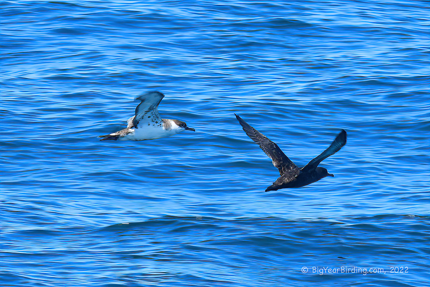 Shearwaters and Friends - Big Year Birding